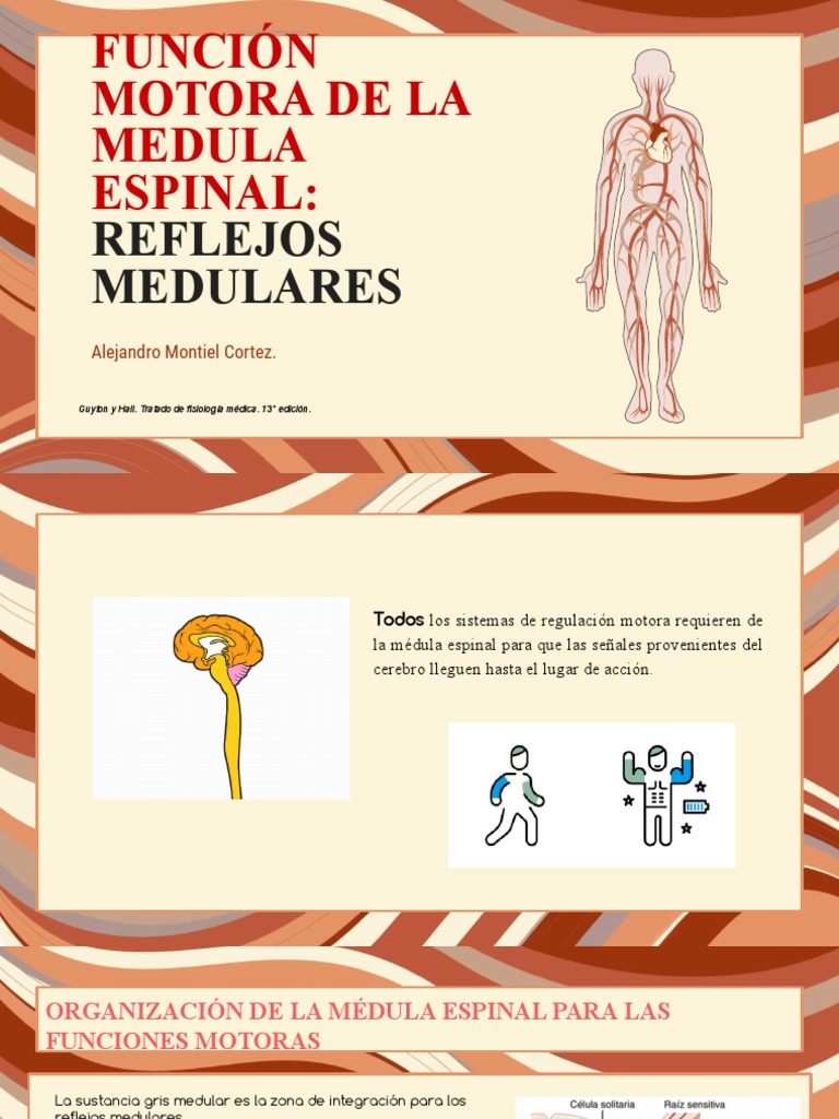 Función Motora de La Medula Espinal_ Reflejos Medulares | PDF | Materia gris | Músculo