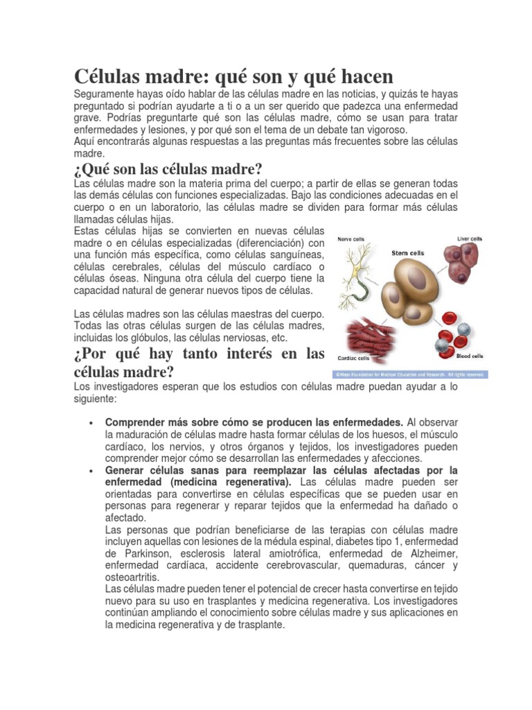Celula Madres | PDF | Célula madre | Clonación