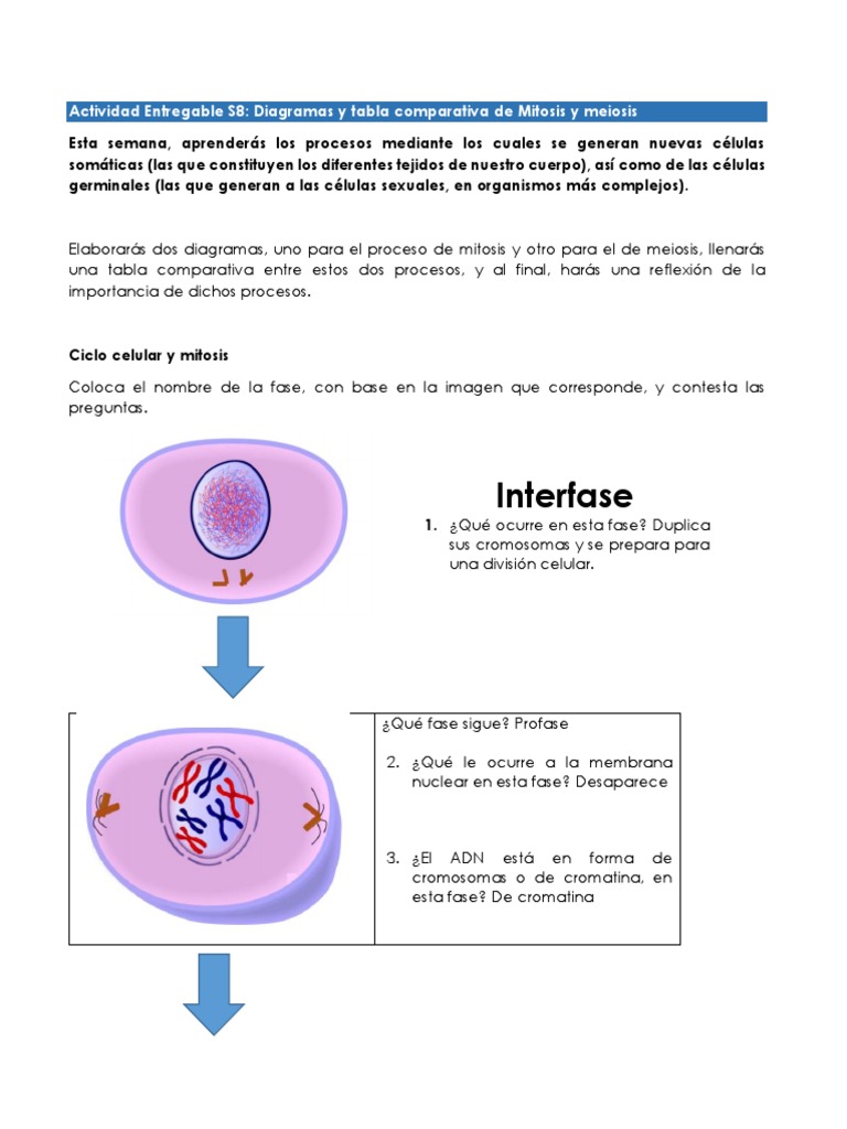 JGRV Act08 | PDF | Mitosis | Mitosis