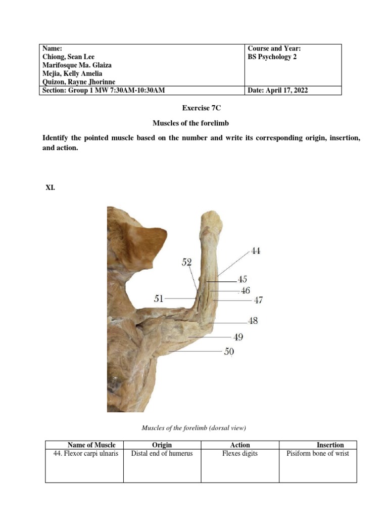 Exercise-7C - Answer Sheet Group-3 | PDF | Hand | Anatomical Terms Of ...