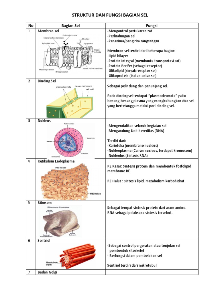 STRUKTUR DAN FUNGSI KOMPONEN UTAMA SEL | PDF