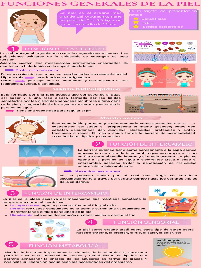 Funciones Generales de La Piel | PDF | Piel | Lípido