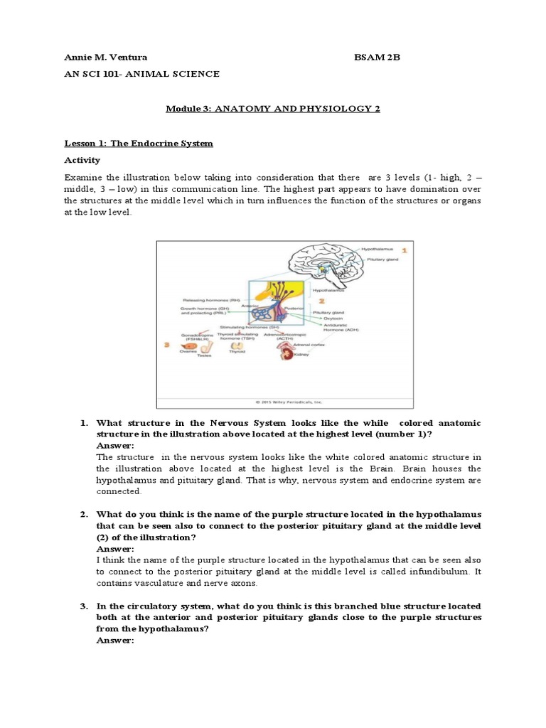 Endocrine System Communication and Target Organs | PDF | Endocrine ...