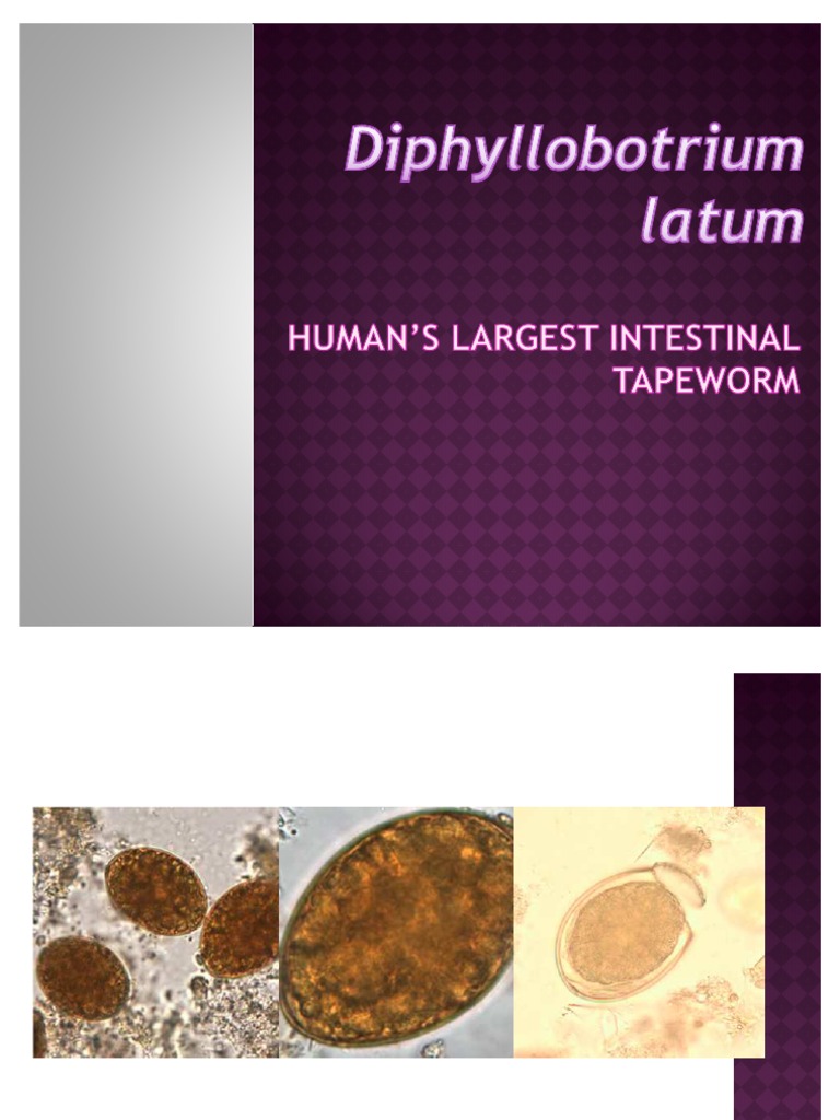 Diphyllobothrium latum Life Cycle Overview | PDF