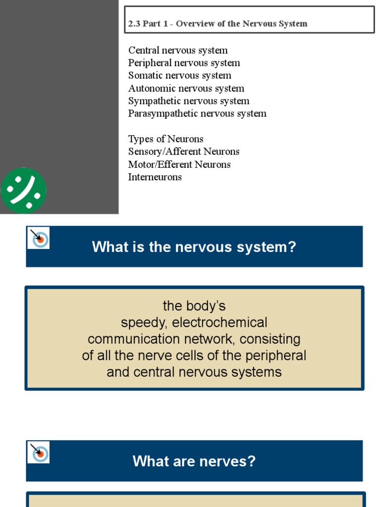 Unit 2 - Biological Psychology The NS | PDF | Nervous System | Motor Neuron