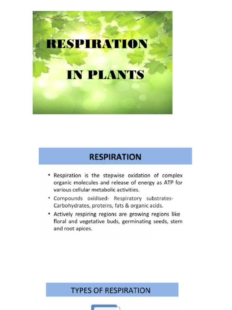 Plant Respiration Explained | PDF | Career & Growth | Social Science
