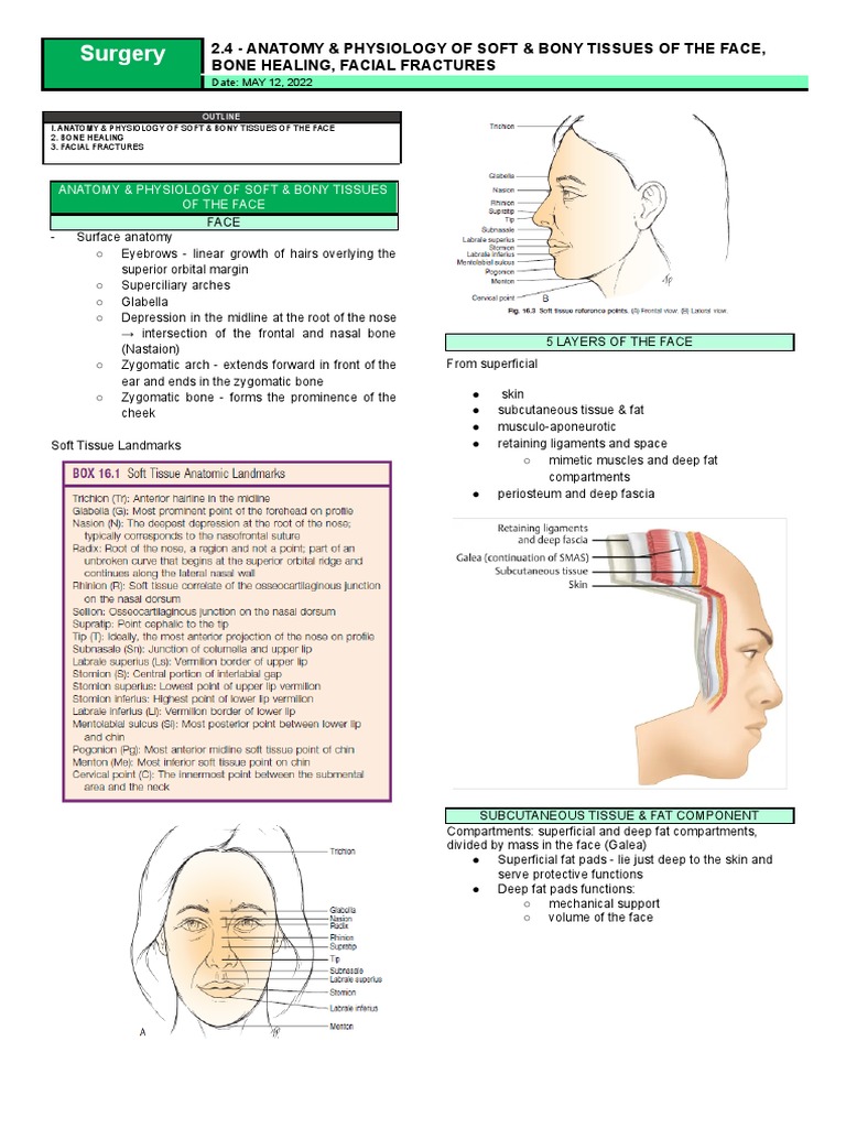 Surgery - 2.4 - Anatomy & Physiology of Soft & Bony Tissues of The Face ...