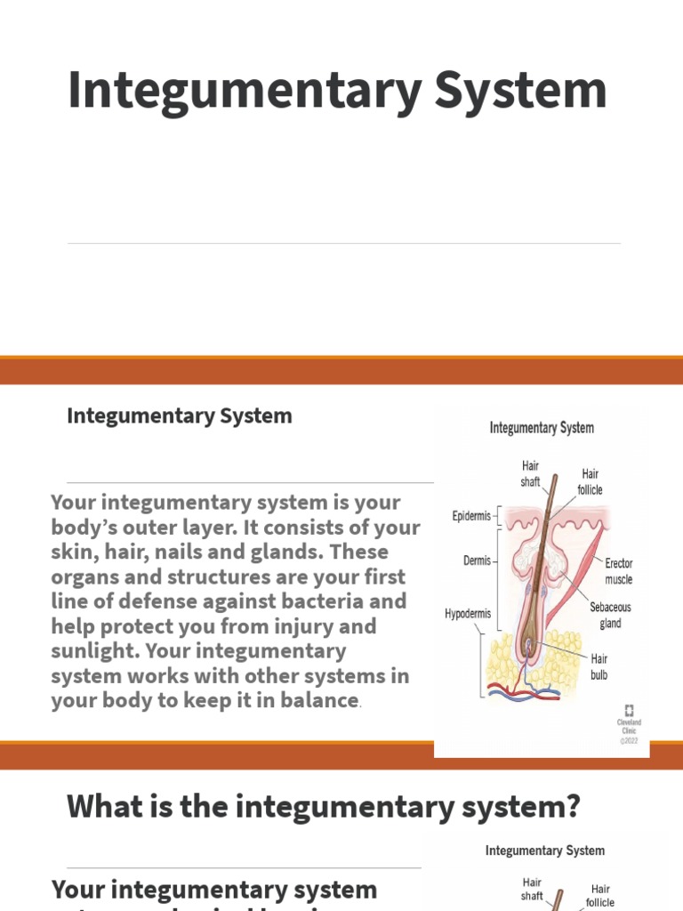Integumentary Systems | PDF | Integumentary System | Skin