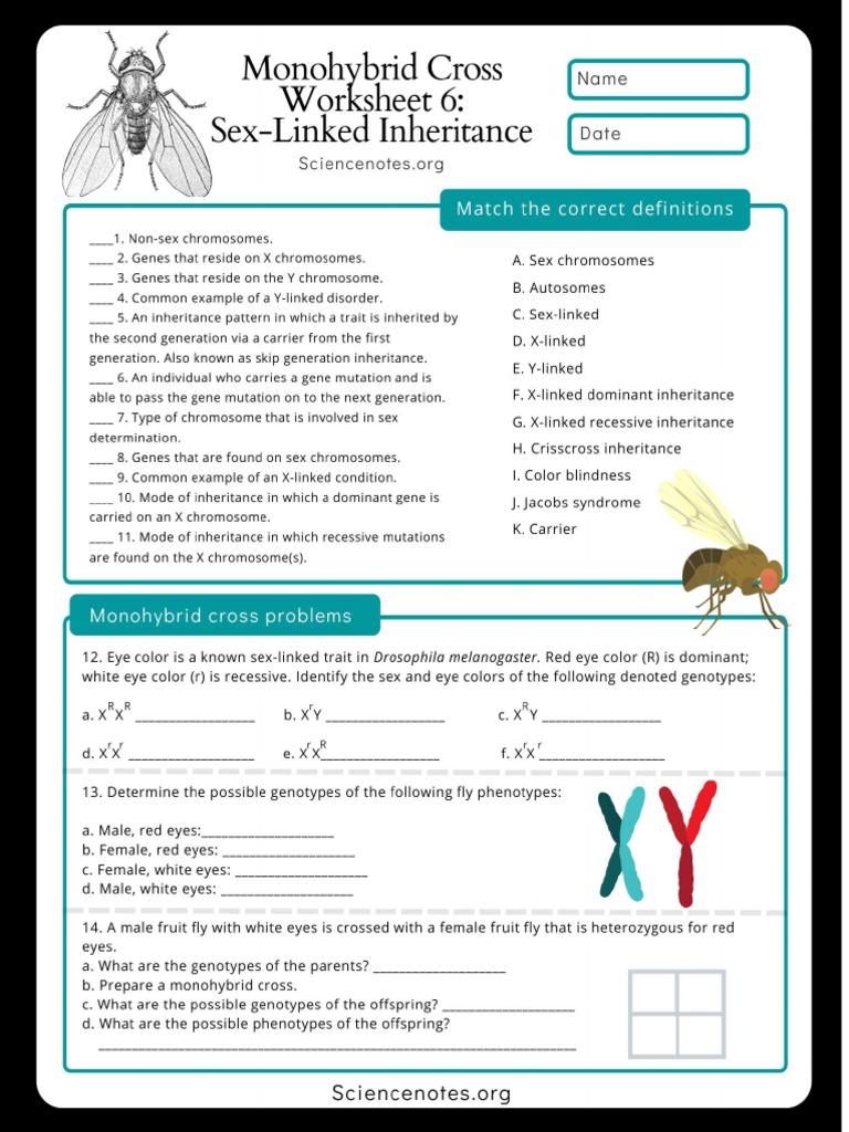 Monohybrid Cross 8 Sex Linked Inheritance | PDF