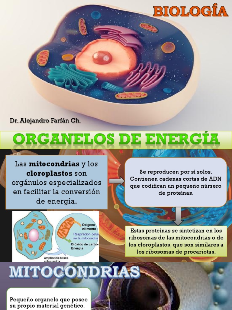 5 Organelos Energía | PDF | Mitocondria | Cloroplasto