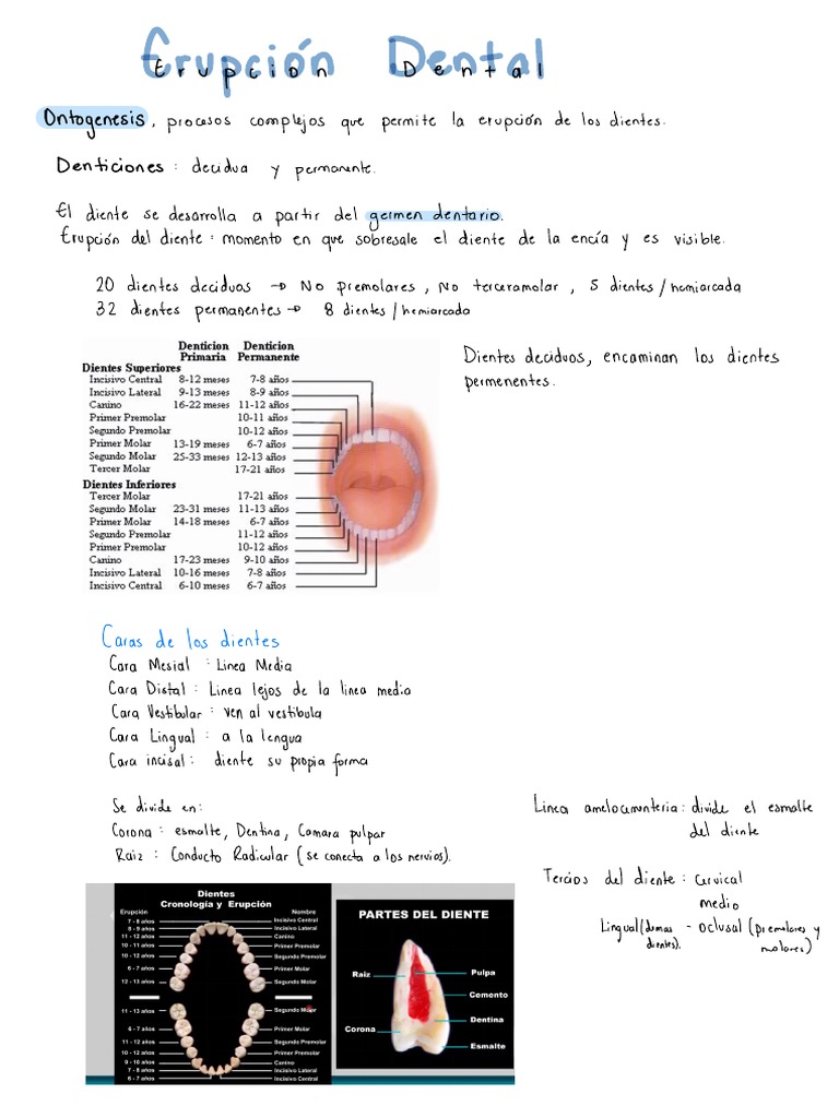 Erupción Dental | PDF | Diente | Zoología