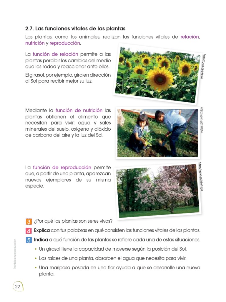 funciones de las plantas CCNN 27-07 | PDF | Plantas | Ramas de la botánica
