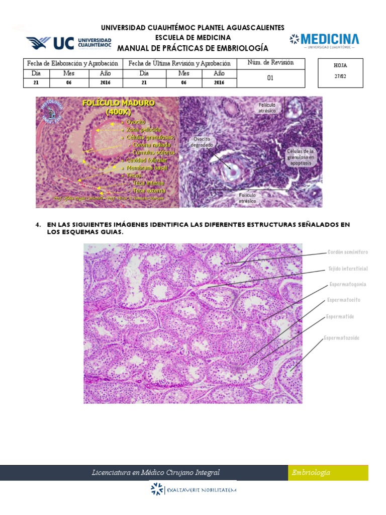 Embrio 2 | PDF | Sistema reproductivo | Reproducción