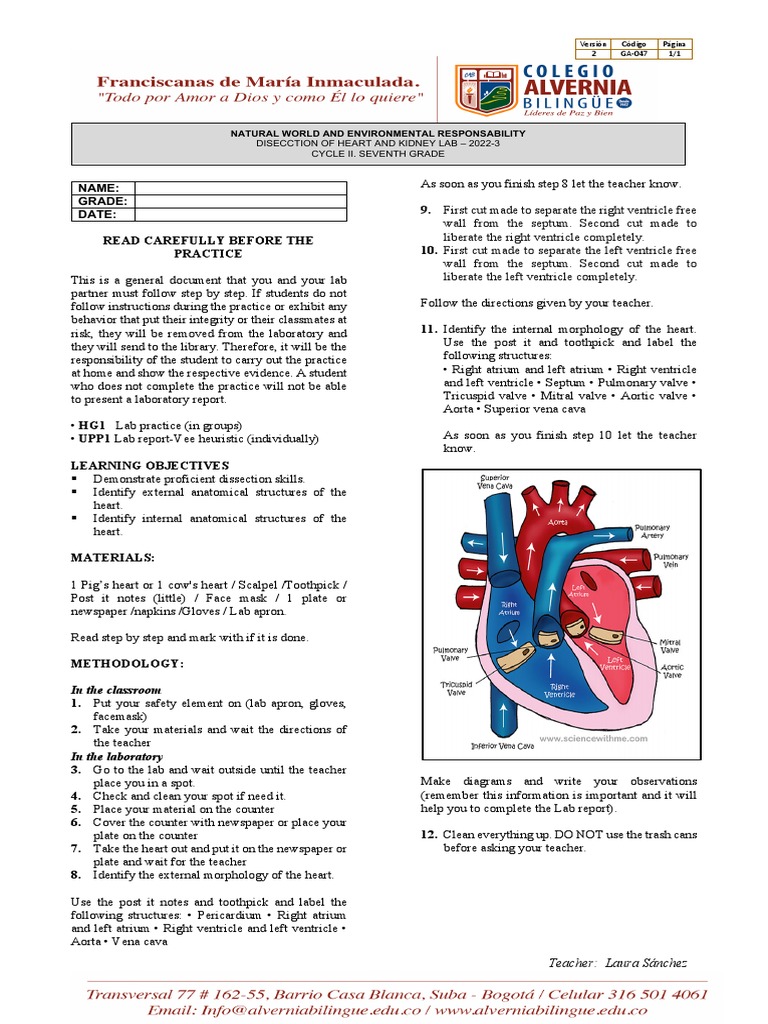 Heart and Kidney Dissection Worksheet | Download Free PDF | Heart Valve ...