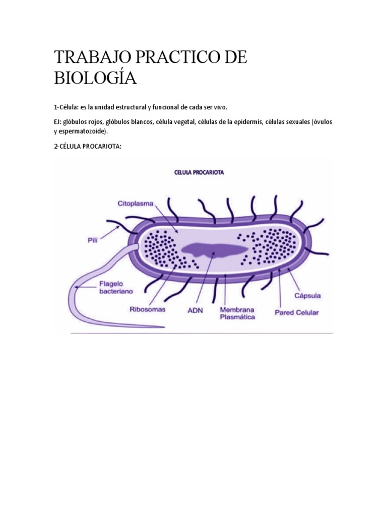 Trabajo Practico de Biologia | PDF | Biología Celular) | Plantas