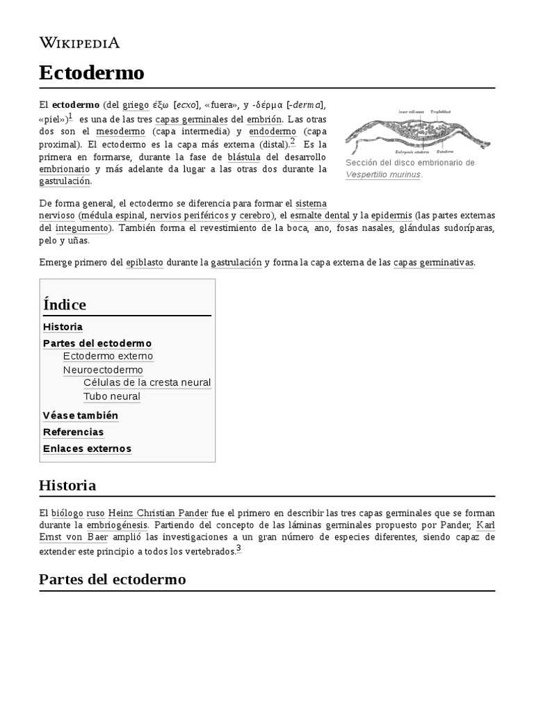 Ectodermo Pdf Anatomía Morfología Biología 2036