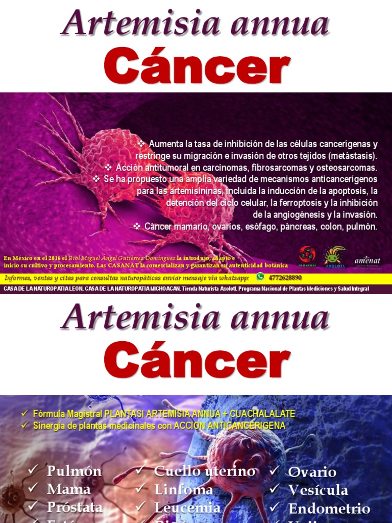 Cancer Artemisia Annua Precios Artemisia Plus Septiembre 2022 | PDF ...
