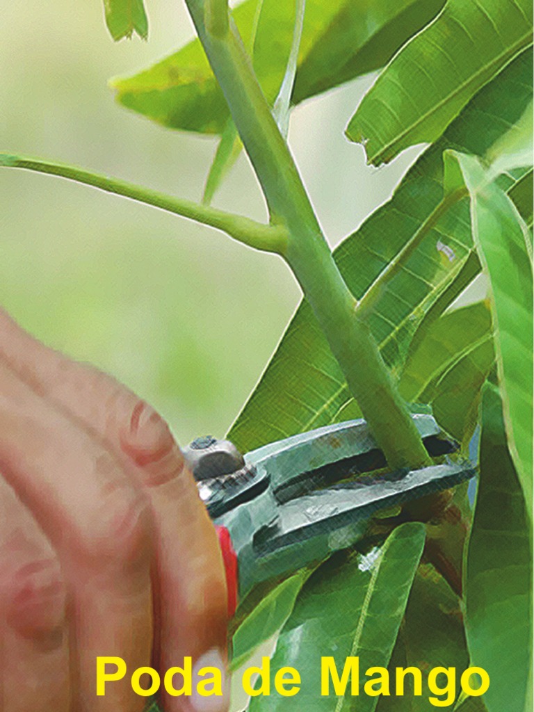 Poda Mango | Arboles | Tallo de la planta