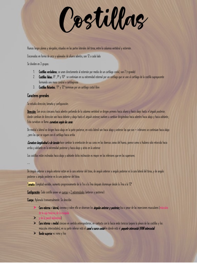 Anatomía y Clasificación de Costillas | PDF | Tórax | Anatomía