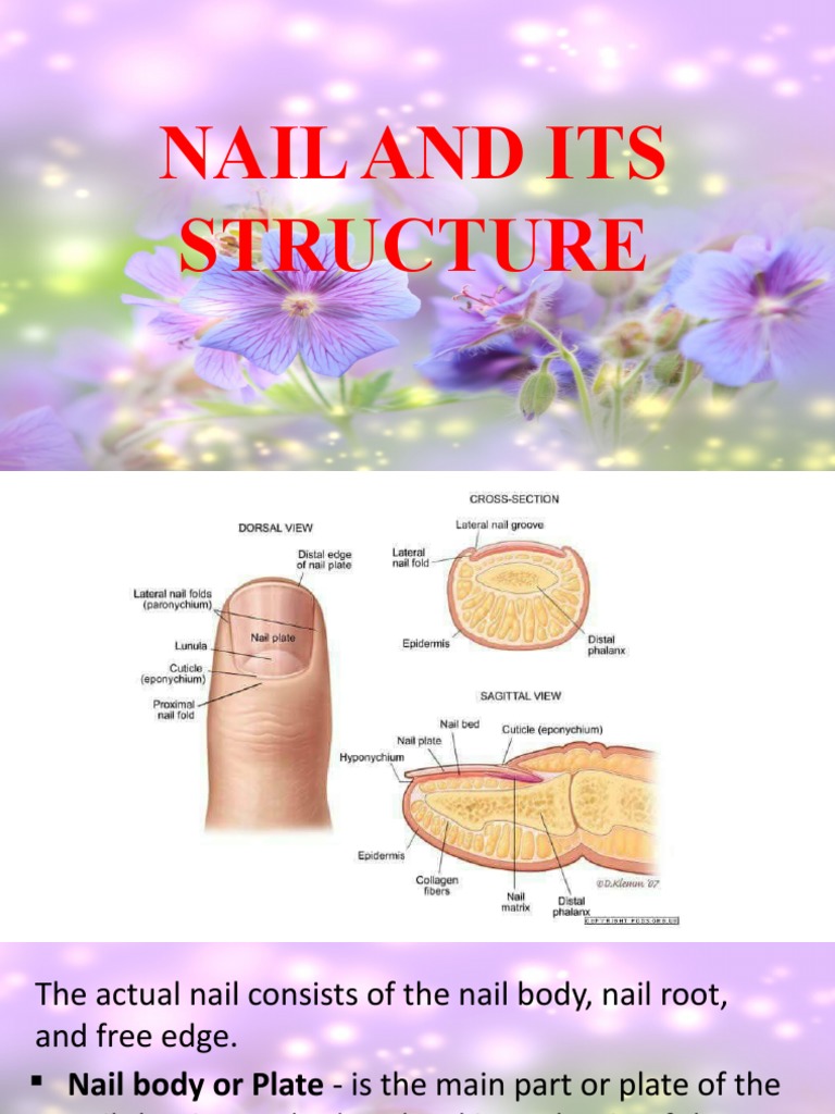 Nail and Its Structure | PDF | Nail (Anatomy) | Human Body