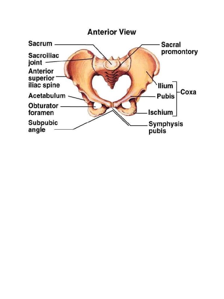 Anatomi Panggul | PDF