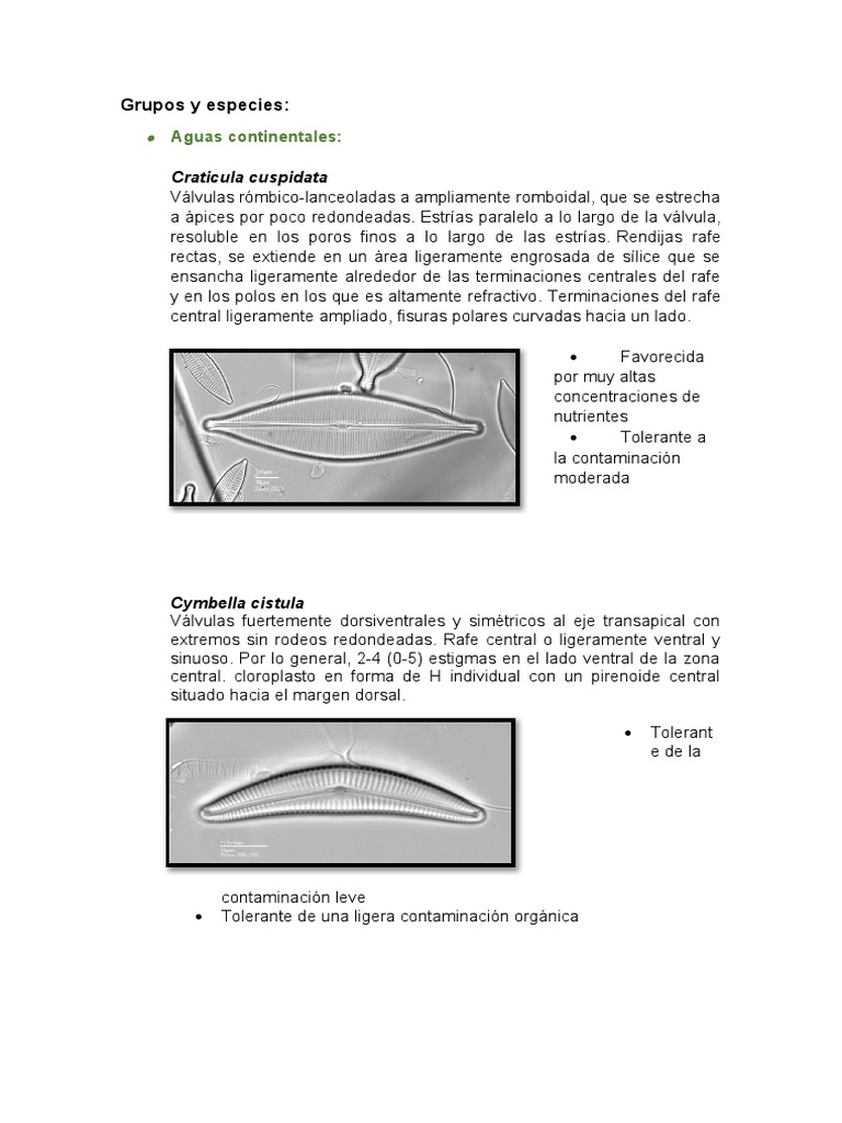 Grupos y Especies DE Cryptophyta | PDF