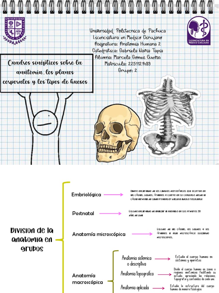 División de La Anatomía | PDF | Anatomía | Hueso