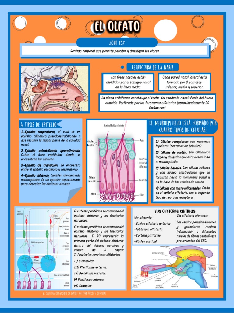 Sentido Olfato | PDF | Epitelio | Anatomía