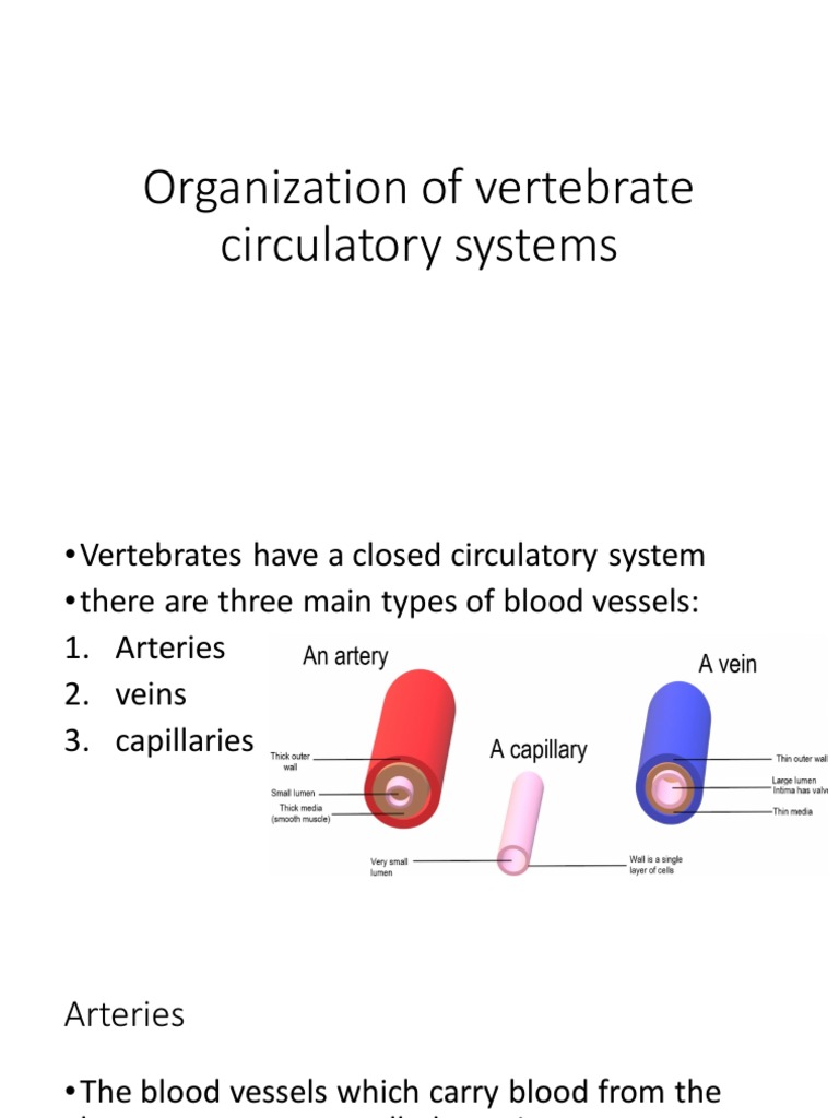 Circulatory System S in Vertebrates | PDF