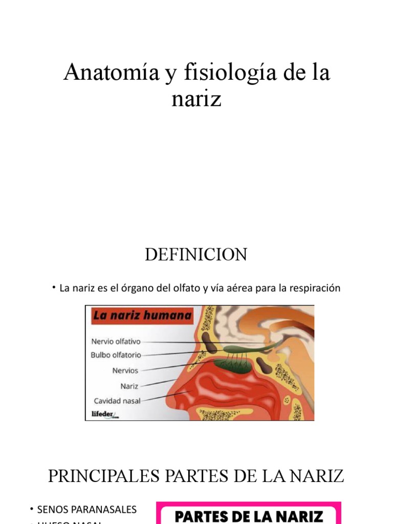 Anatomía y Fisiología de La Nariz | PDF