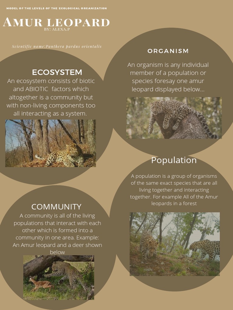 Amur Leopard | PDF