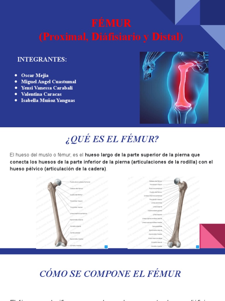 Femur | PDF | Extremidades (anatomía) | Anatomía humana