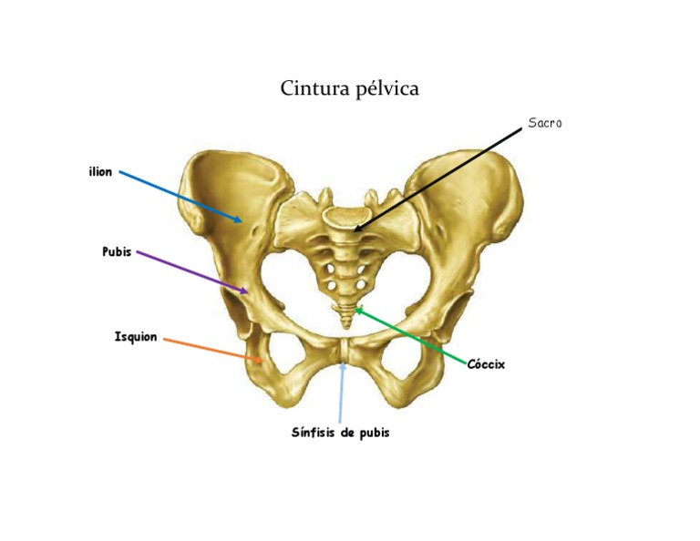 Cintura Pélvica | PDF
