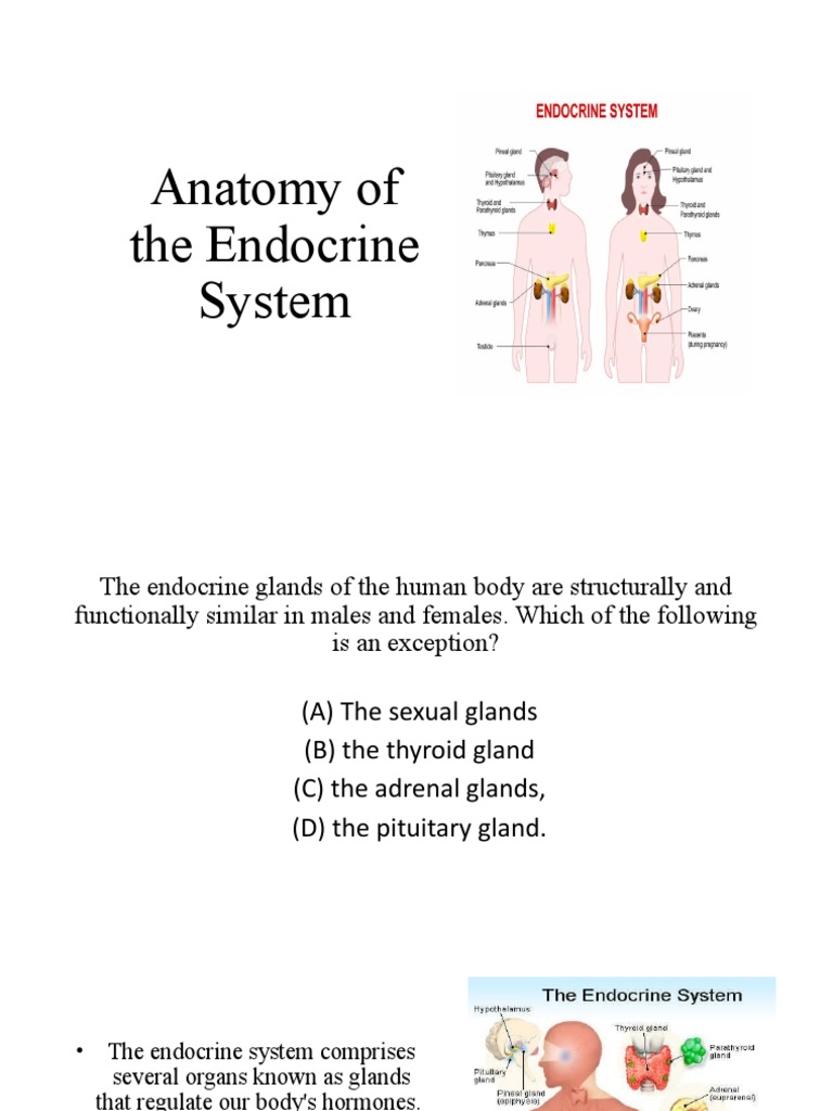 Anatomy of The Endocrine System | PDF | Endocrine System | Adrenal Gland