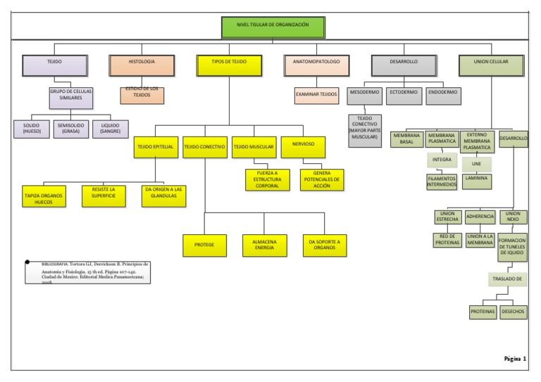 Nivel Tisular Mapa Conceptual | PDF | Membrana celular | Biología