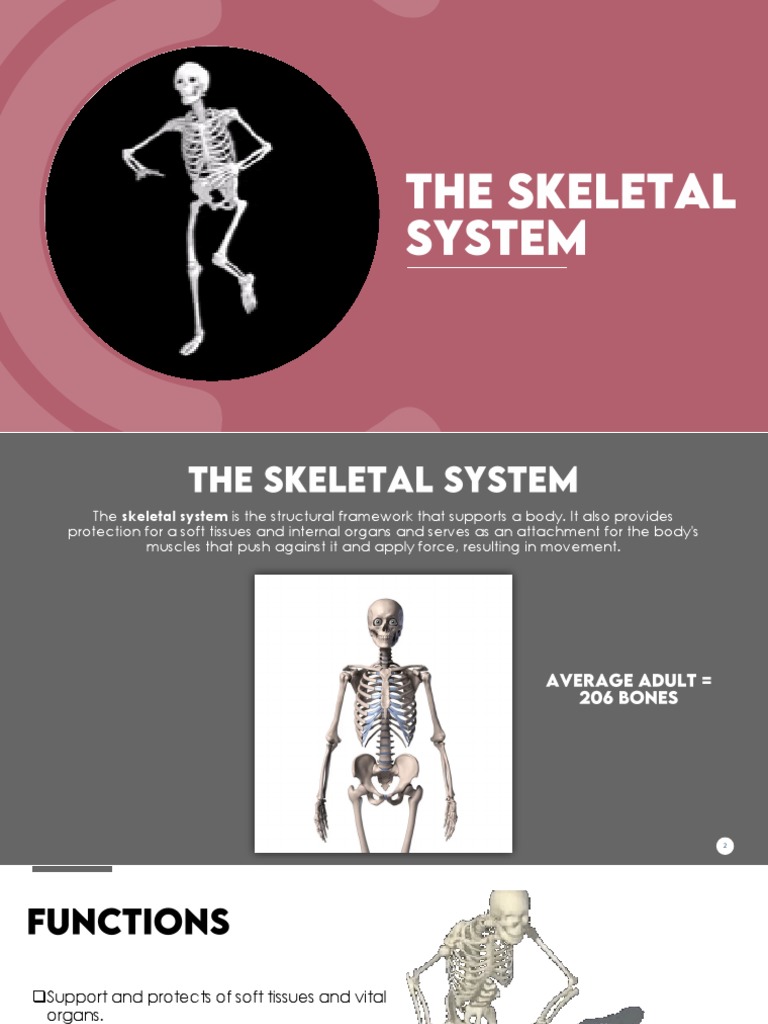 The Skeletal System | PDF | Vertebra | Musculoskeletal System
