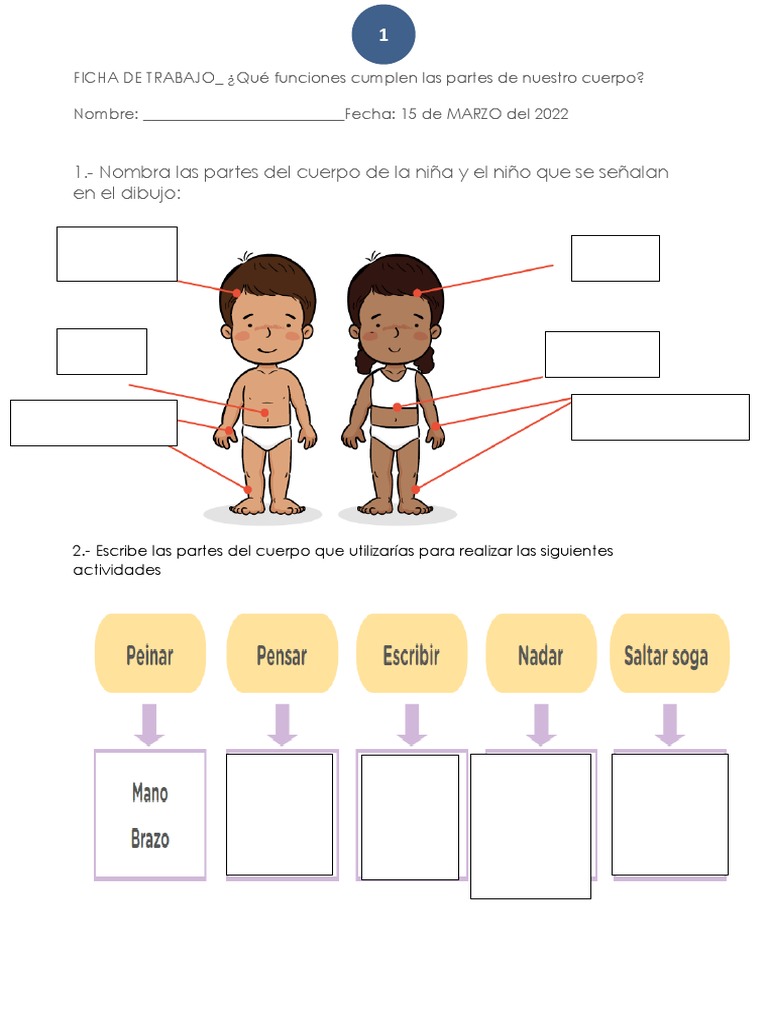 FICHA DE TRABAJO - Que Funciones Cumplen Las Partes de Nuestro Cuerpo ...
