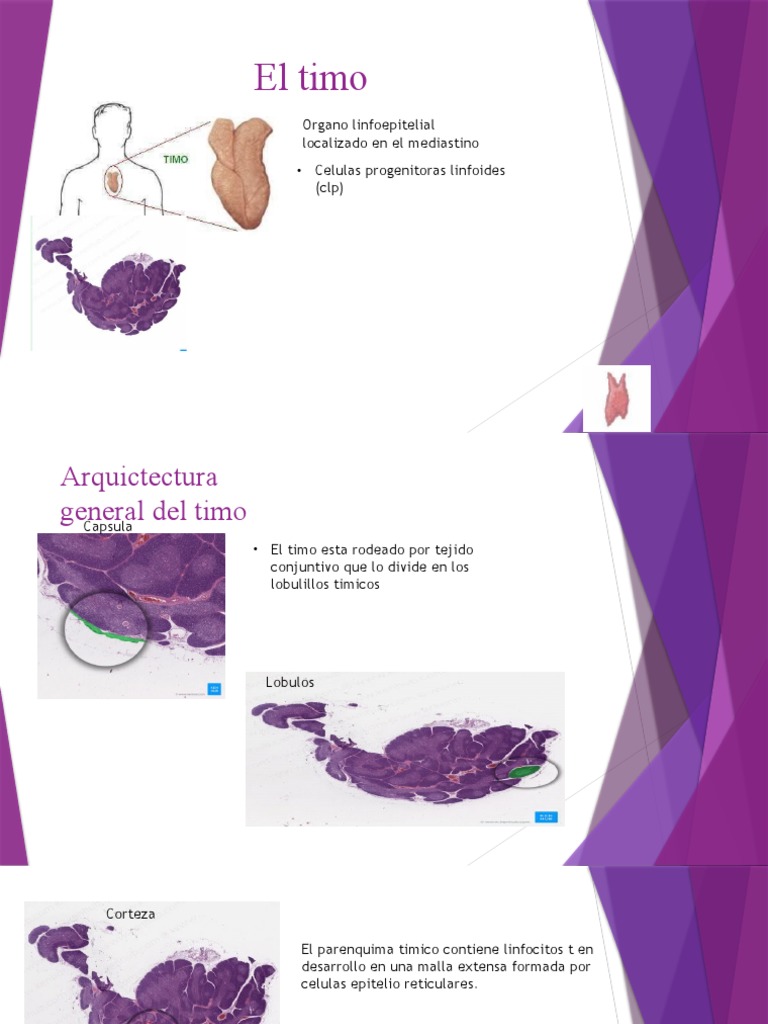 Presentación Histo | PDF