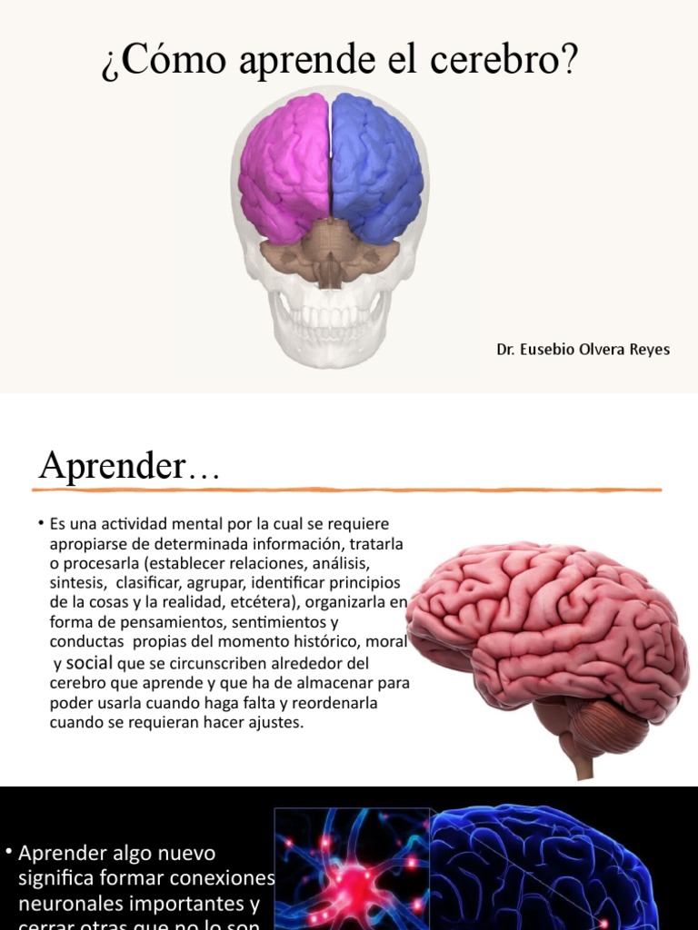 Como Aprende El Cerebro Pdf Aprendizaje Cerebro