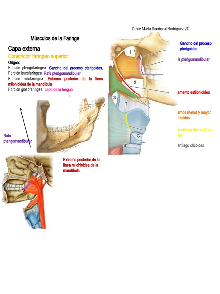 Actividad 1 Músculos de La Faringe. | PDF | Cabeza y cuello humanos ...
