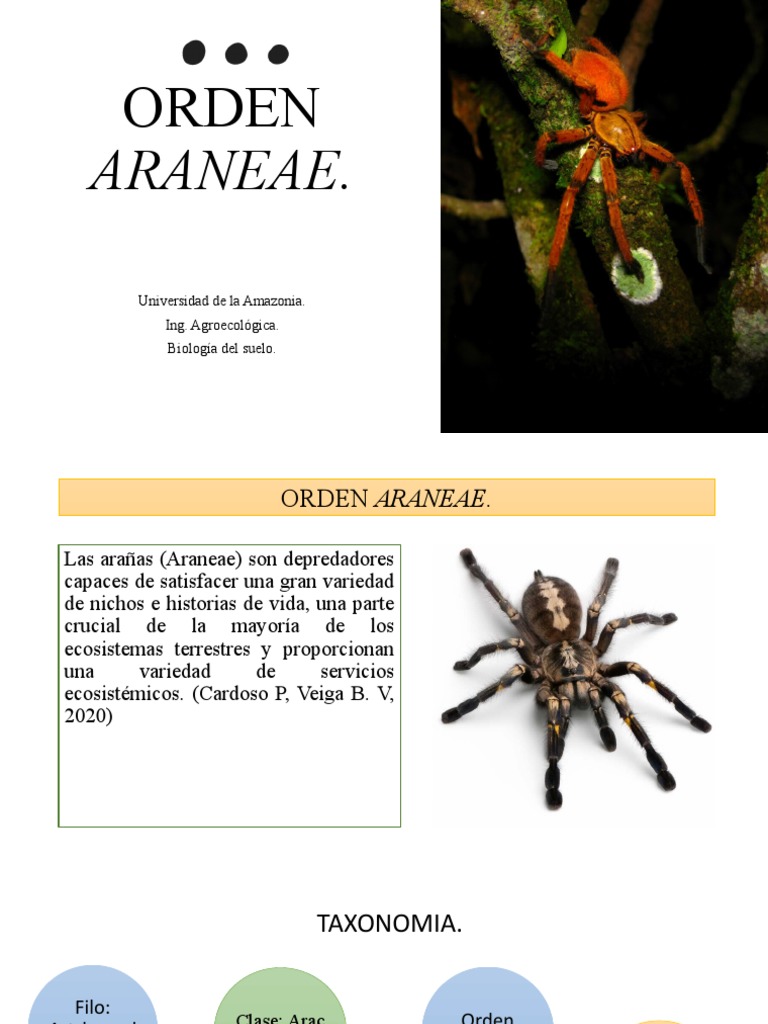 ORDEN ARANEAE | PDF | Depredación | Araña