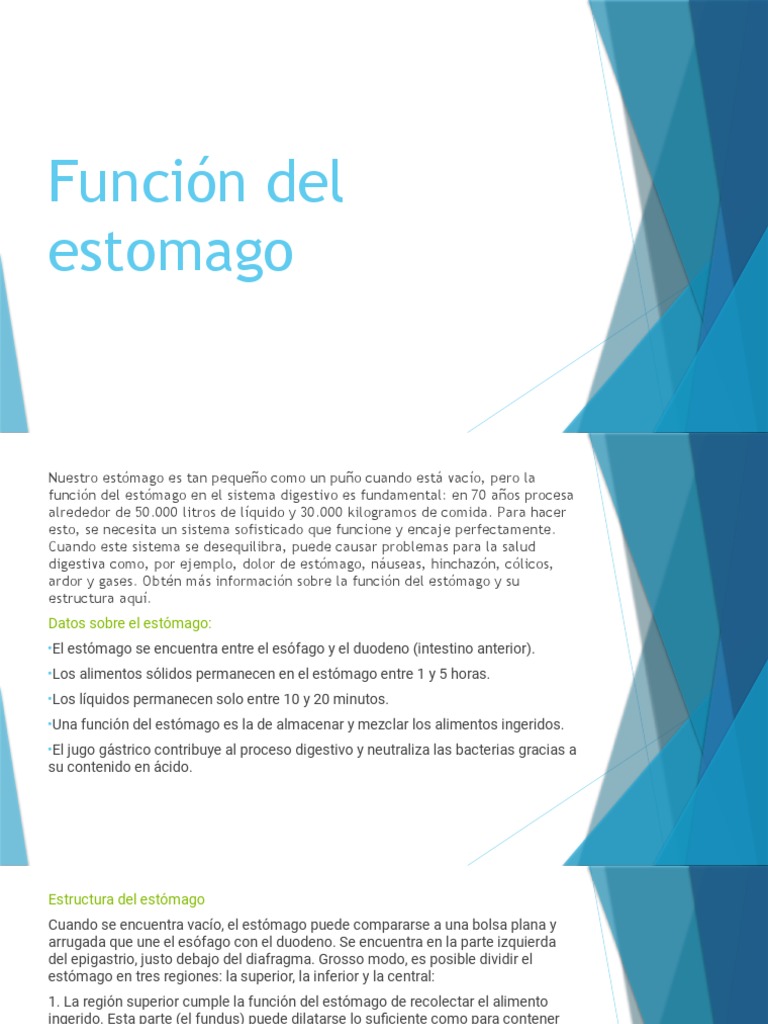 Función Del Estomago | PDF | Estómago | Digestión