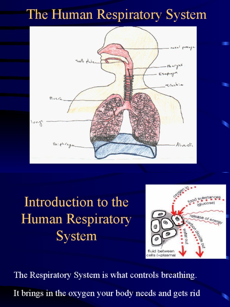 Human Respiratory System | PDF