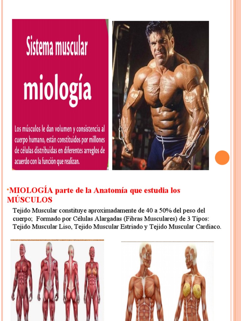 8a Presentación de Anatomía | PDF | Músculo | Músculo esquelético