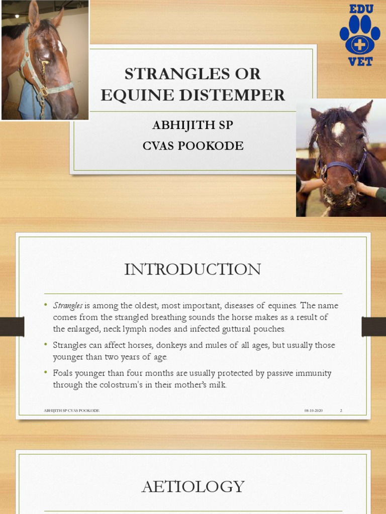 Strangles | PDF | Medical Specialties | Clinical Medicine