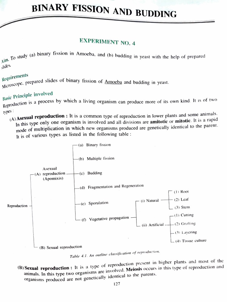 Biologyexperiment - Binary Fission and Budding | Download Free PDF ...
