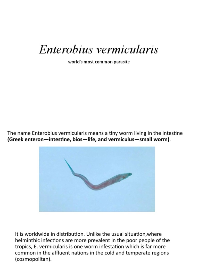 Enterobius Vermicularis: Structure & Life Cycle | PDF | Parasitology ...