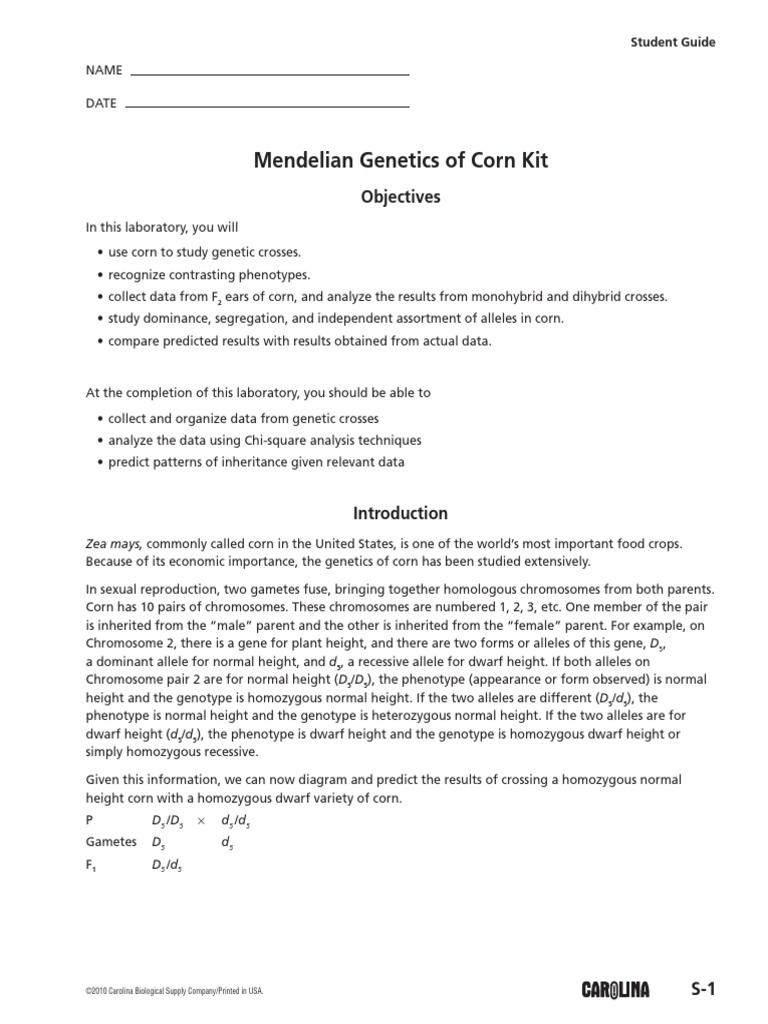 Mendelian Corn Lab-Student Guide | PDF | Genotype | Dominance (Genetics)