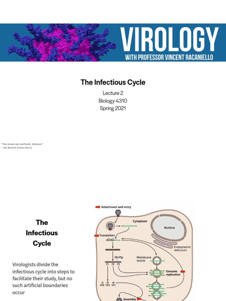 Lecture 2 - The Infectious Cycle | PDF | Virology | Virus