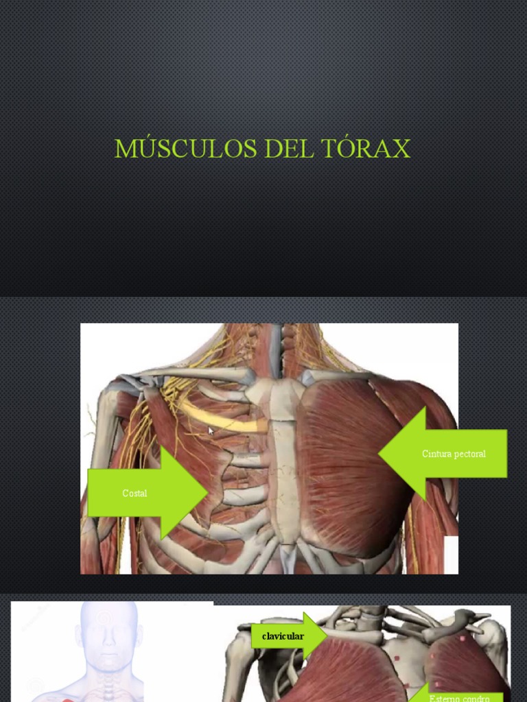 Músculos Del Tórax | PDF